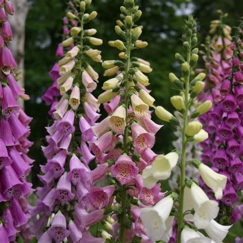 Digitalis Flower At Taylah North Blog
