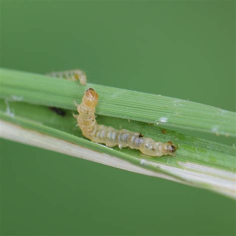 Rice Leaf Folder Pests Of Bhutan
