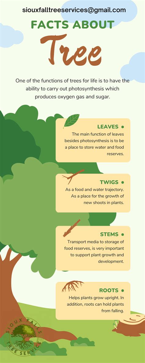 Facts About Trees Infographic Submit Free Infographics