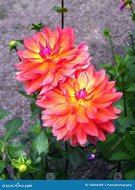 Closeup Of Flaming Multicolored Orange Yellow And Pink Double Blooming