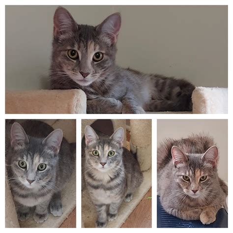 Dory Ks Kitten Rescue