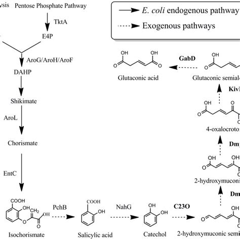 Pdf Microbial Production Of Glutaconic Acid Via Extradiol Ring