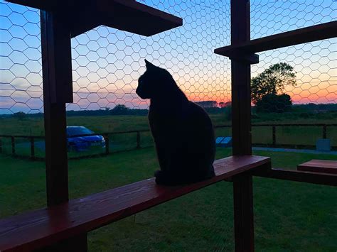 My Catio In The Evening R Catio