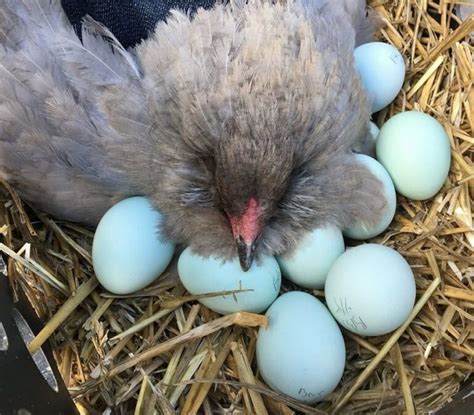Araucana Chickens All You Need To Know About Them