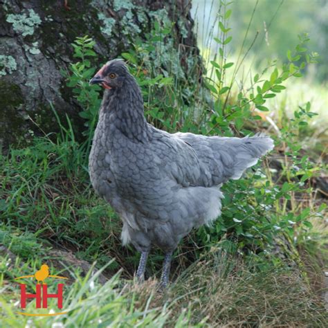 Sapphire Olive Egger Hoovers Hatchery