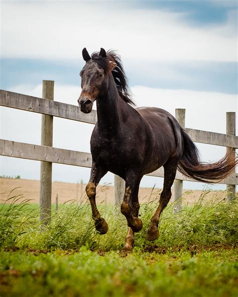 Spring Horse 1 Velvet Equine Photography Morgan Horse Flickr