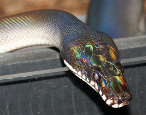 Leiopython Albertisii Домашние питомцы Рептилии Амфибии