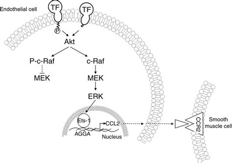 Tissue Factor‐akt Signaling Triggers Microvessel Formation Journal Of