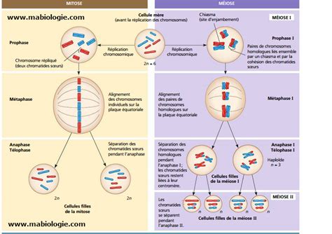 Image La Diff Rence Entre La Mitose Et La M Iose Mitosis Meiosis Mitosis Meiosis