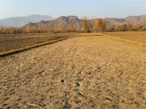 Premium Photo Rice Fields After Harvesting Crop