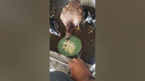 Eggs Time Aseel Koalaseel Lassani Youtube