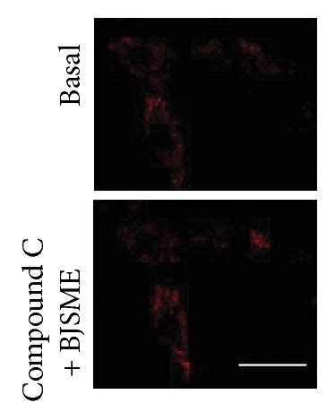 BJSME Stimulated IRAP Trafficking In L6 Cell A L6 Cells Were Download Scientific Diagram