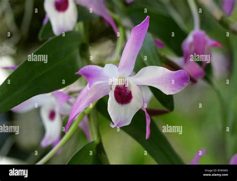 Dendrobium Cassiope Orchidaceae Dendrobium Cassiope Is A Primary