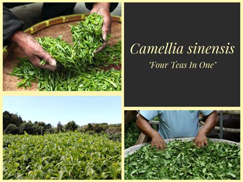 Blog Camellia Sinensis Tea Chest Hawaii