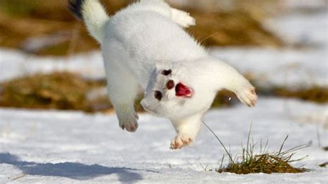 15 Reasons Why Ferrets Do The Weasel War Dance