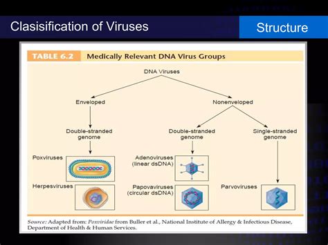 Basic Virology A3 Pptx