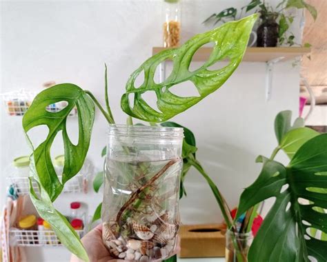 How To Grow Monstera In Water Long Term Swiss Cheese Plant In Water
