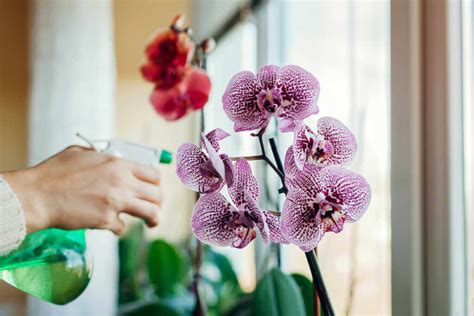 The Ultimate Guide To Orchid Care Kellogg Garden Organics™