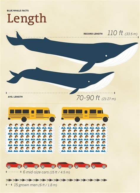 Blue Whale Size Comparison How Big Are They Compared To Humans