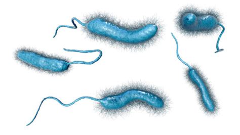 รูปภาพflagellate เลือกดูภาพถ่ายสต็อก เวกเตอร์ และวิดีโอ844 Adobe Stock