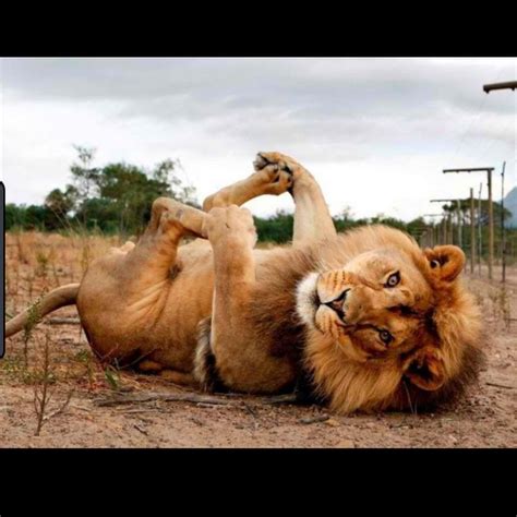 Daria Hodder Youtube