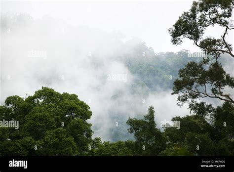 Emergent Trees In Tropical Lowland Dipterocarp Rainforest Canopy With Low Level Clouds In Danum