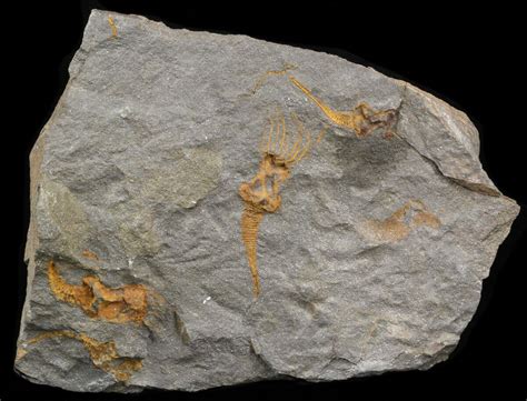 Ordovician Carpoid Fossils Ktaoua Formation Morocco 40045 For