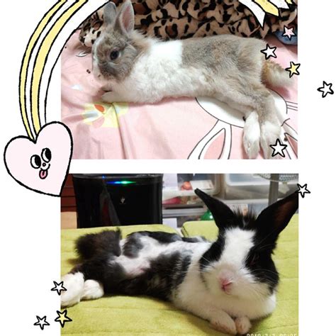 我的兩尊兔🐰 兔星人 爆料公社