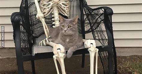 Youve Cat To Be Kitten Me Right Meow Album On Imgur