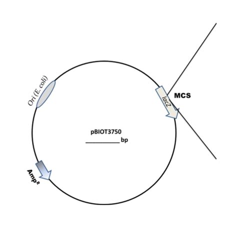 Solved Use P3750 Shown Below And The Luciferase Cdna Also