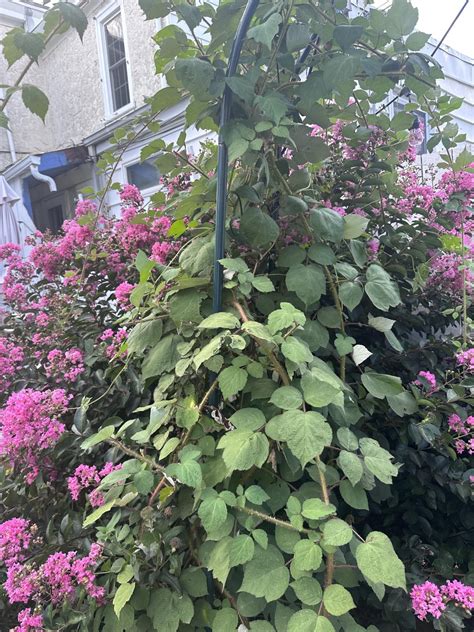 Plant Identification Supposed To Be Raspberry R Gardening