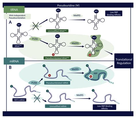 The Role Of Epitranscriptomic Modifications In The Regulation Of Rna Protein Interactions