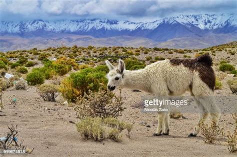 Sorto Photos And Premium High Res Pictures Getty Images