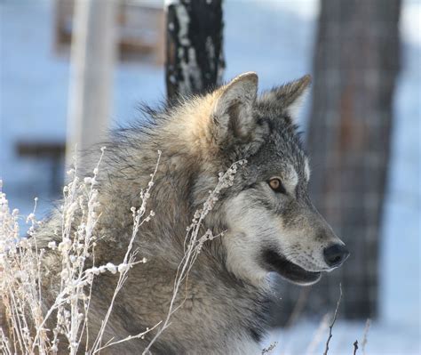 Colorado Wolf And Wildlife Center Spirit Of The West Magazine