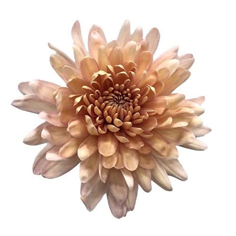 Salmonpeach Disbud Mums Large Size Cushion Style 10 Stem Bu You