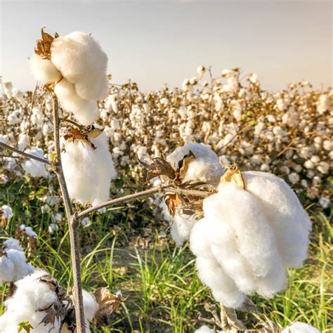 Where Is Egyptian Cotton Grown