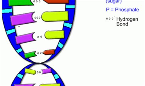 Here Is That New Dna Repair Paper That Has Evolution Crashing Again