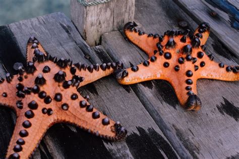 Amazing Starfish Premium Photo