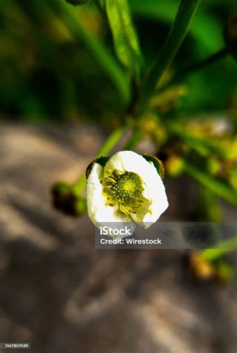 Vertical Closeup Of Ranunculus Glacialis The Glacier Buttercup Bud Top