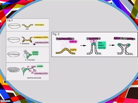 Morphogenesis Ppt