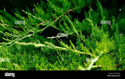 Beautiful Fresh Green Leaves Of Juniper Cossack Juniperus Sabina Is Coniferous Shrub Stock
