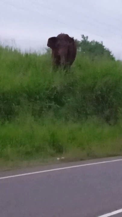 An Elephant අලියෙක් Youtube