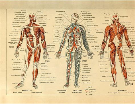 Avoi Vintage Print Human Anatomy Reference Illustration Chart Diagram
