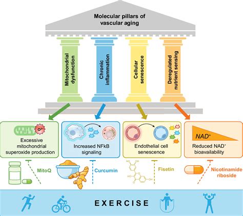 Effects Of Regular Exercise On Vascular Function With Aging Does Sex Matter American Journal