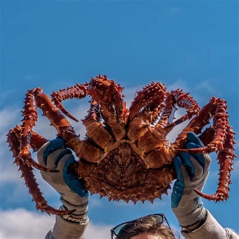 Worlds Largest King Crab