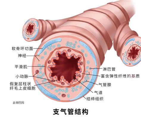 支气管结构（标注版） 医学插画
