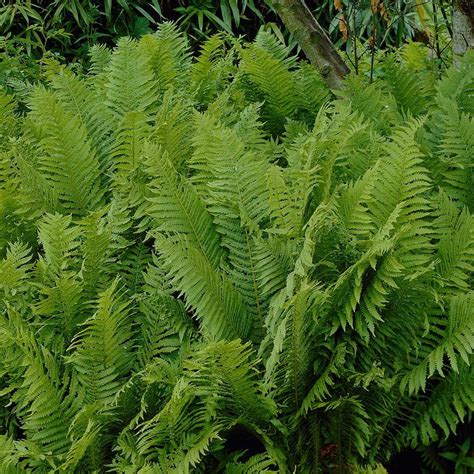 Mga Uri Ng Halamang Dahon