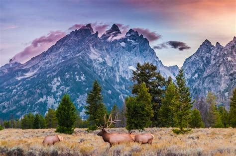 Exploring The Wildlife Of Our National Parks Xanterra Travel Collection®