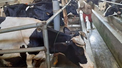 6000 Sapi Di Sumenep Terserang Cacar Sapi Drh Zulfa Ungkap Fakta Ini Sumenep News