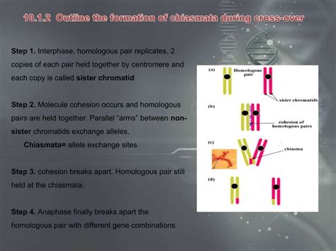 4 Genetics How Variability Is Produced In A Population Pptx Genetics Science
